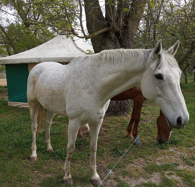 Centre equestre Le poney bleu